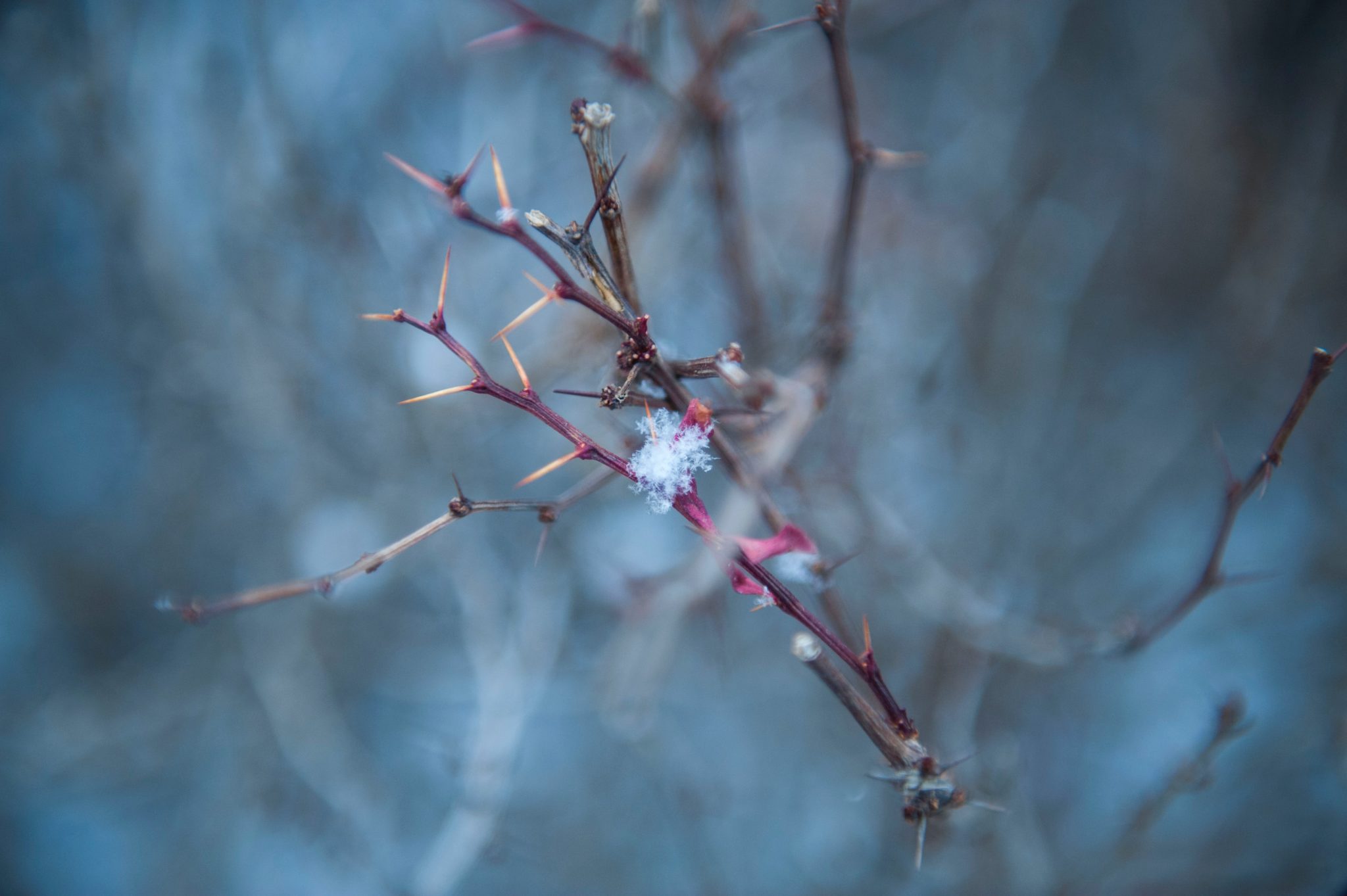 les ronces – Cécile Coulon – une vie devant soi